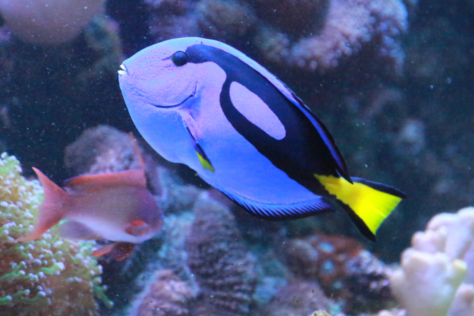 Megazoo stops the sale of royal blu... - petworldwide