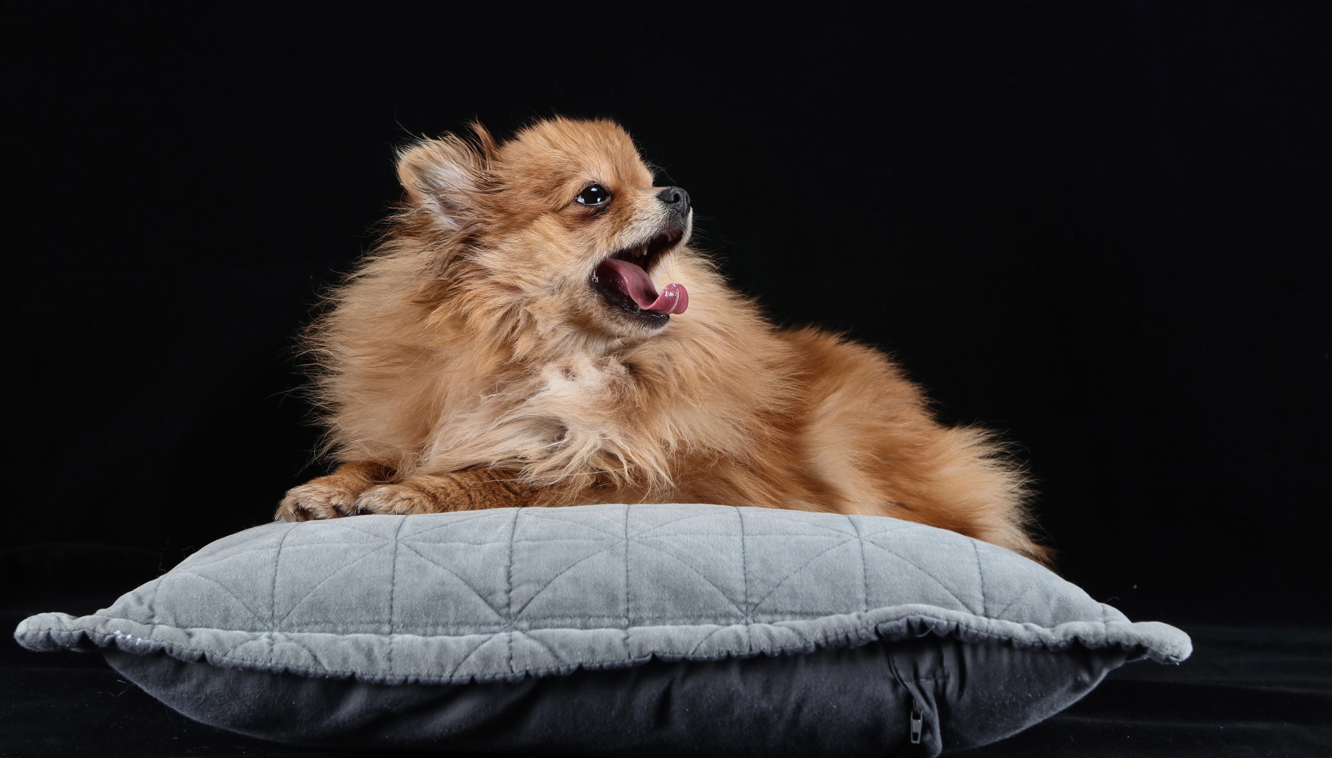 Continuing growth - petworldwide