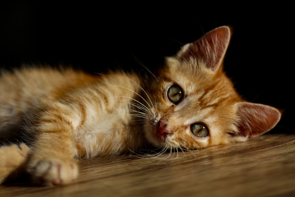 Cats growing in popularity in China... - petworldwide