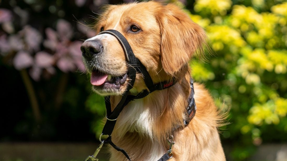 Company of Animals triumphs - petworldwide